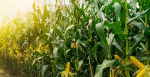 2024 Field Corn Test and Plot Results - Prairie Hybrids