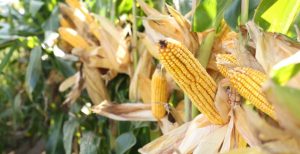 2025 Field Corn Test and Plot Results - Prairie Hybrids